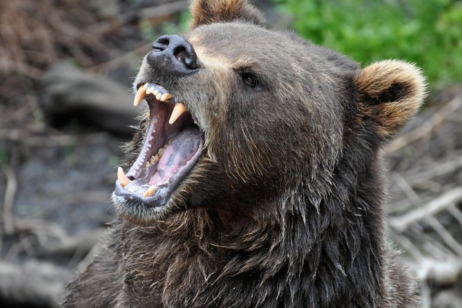 Sitka Scenic Tour - Who Is This Tour For?