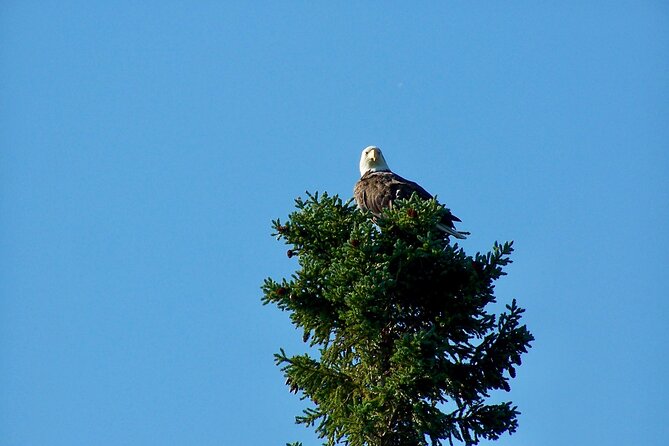 Sitka Sea Birds & Marine Life Private Charter Scenic Eco-Tour - Key Points