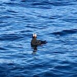 Sitka Sea Birds & Marine Life Private Charter Scenic Eco-Tour - The Value of an All-Inclusive Private Tour