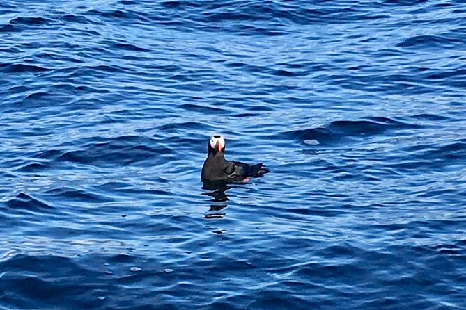 Sitka Sea Birds & Marine Life Private Charter Scenic Eco-Tour - The Value of an All-Inclusive Private Tour