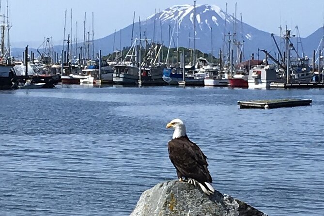 Sitka Sea Birds & Marine Life Private Charter Scenic Eco-Tour - Final Thoughts: Is It Worth It?