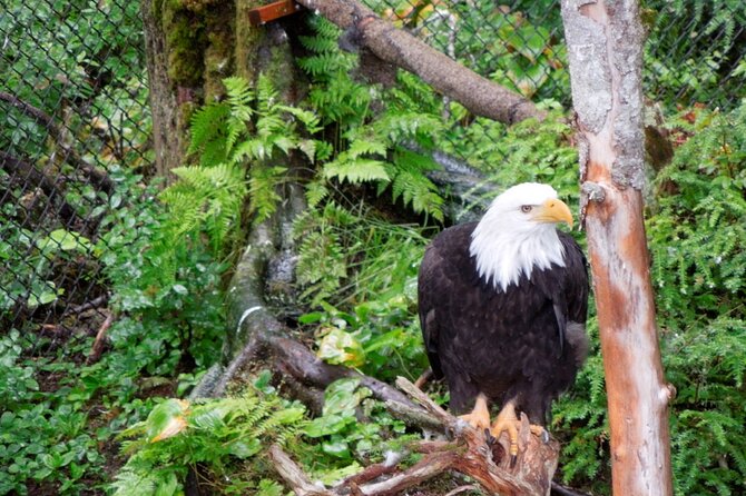Sitka Sea Birds & Marine Life Private Charter Scenic Eco-Tour - FAQ