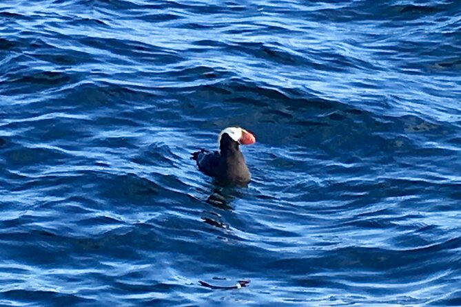 Sitka Sea Birds & Marine Life Private Charter Scenic Eco-Tour - Final Words