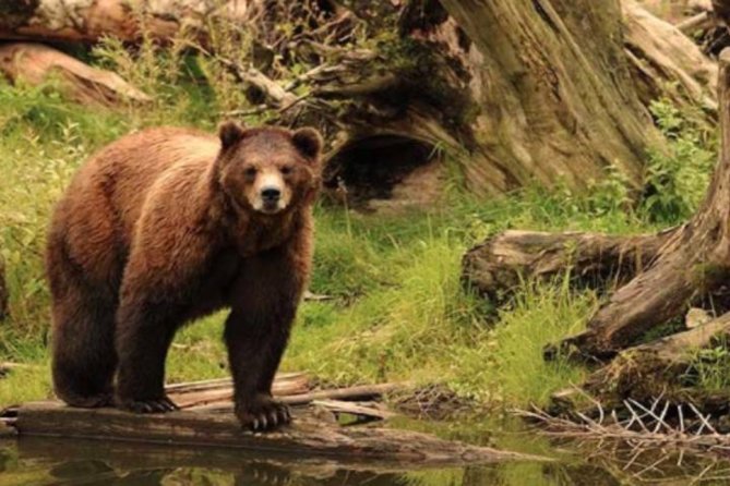 Sitka Shore Excursion: Bears, Raptor Center, & Totem Park Tour (Small Group) - Overview of the Itinerary