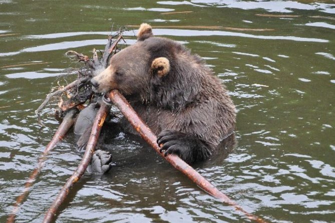 Sitka Shore Excursion: Bears, Raptor Center, & Totem Park Tour (Small Group) - Who Will Love This Tour?