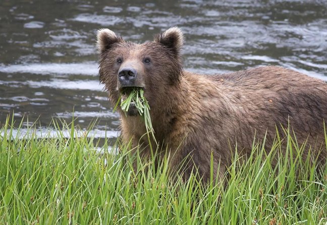 Sitka Sightseeing Tour including Fortress of the Bear and Totem Poles - Key Points