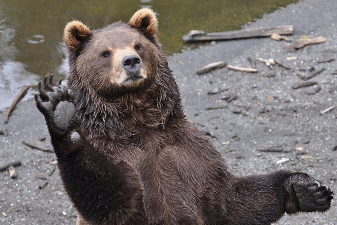 Sitka Sightseeing Tour including Fortress of the Bear and Totem Poles - Why This Tour Is Worth Considering