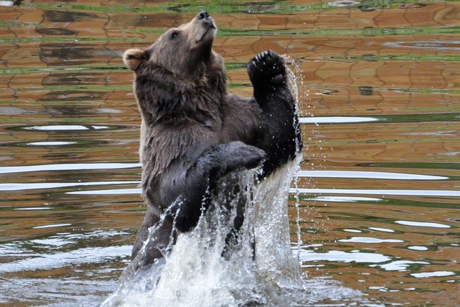 Sitka Sightseeing Tour including Fortress of the Bear and Totem Poles - Final Thoughts: Is This Tour Right for You?