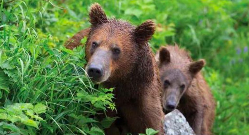 Sitka: Totem Poles, Raptor Centre, & Fortress of Bears Tour - Final Thoughts: Who Should Consider This Tour?