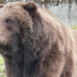 Sitka's Favorite Sites Private Land Tour for 6 (Meal option avail - What Makes This Tour Stand Out?