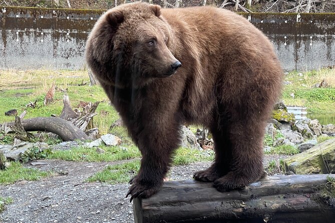Sitka's Favorite Sites Private Land Tour for 6 (Meal option avail - The Sum Up