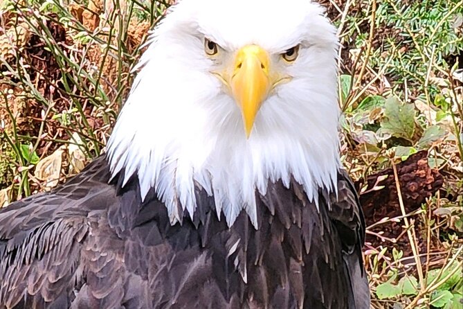 Sitka's Favorite Sites Private Land Tour for 6 (Meal option avail - FAQ