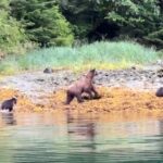 Sitkas Private Wildlife Whale Adventure for 6 w/Transportation - Who Will Love This Tour?