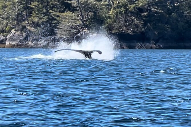 Sitkas Private Wildlife Whale Adventure for 6 w/Transportation - Frequently Asked Questions (FAQs)