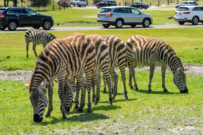 Six Flags Wild Safari Drive-Thru Adventure - Key Points