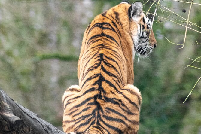 Six Flags Wild Safari Drive-Thru Adventure - What to Expect from the Safari