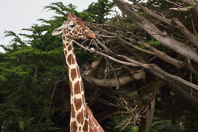 Six Flags Wild Safari Drive-Thru Adventure - The Experience and Atmosphere