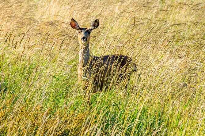 Skagit Valley Birding + Deception Pass Day Tour From Seattle - FAQ
