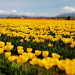 Skagit Valley Tulip Festival and Deception Pass - Private Luxury Day Tour - Authentic Insights from Reviews