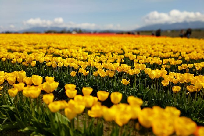 Skagit Valley Tulip Festival and Deception Pass - Private Luxury Day Tour - Authentic Insights from Reviews