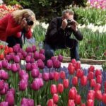 Skagit Valley Tulip Festival Day Tour from Seattle - Authentic Insights From Reviewers