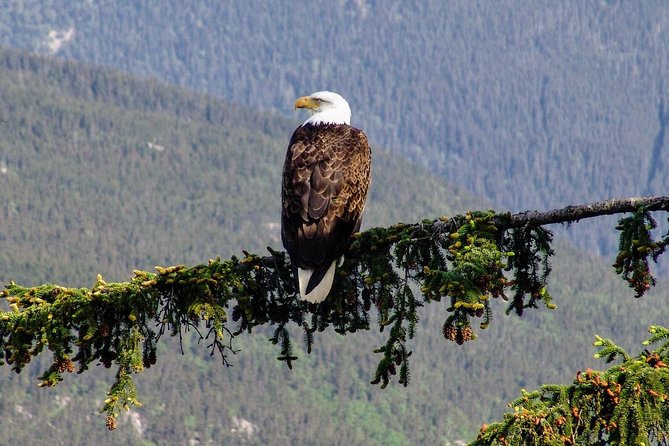 Skagway Shore Excursion: Scenic River Float Tour - Who Is This Tour Best For?