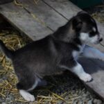 Skagway Shore Excursion: Yukon Discovery Tour - Exploring the Itinerary in Depth
