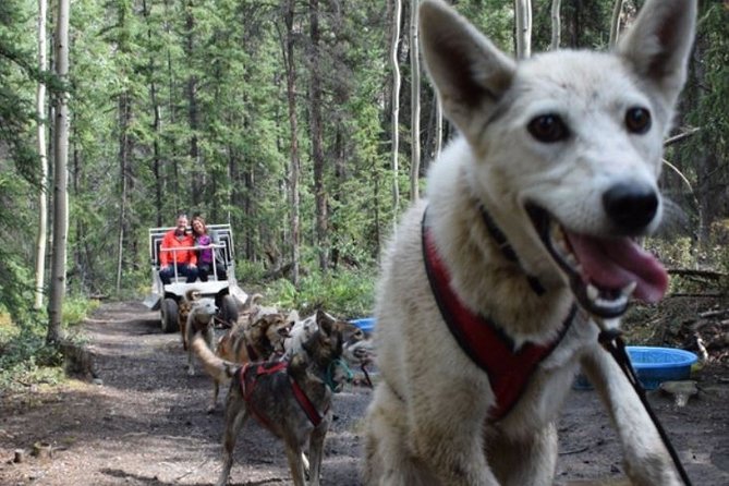 Skagway Shore Excursion: Yukon Discovery Tour - In The Sum Up