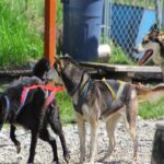 Skagway Shore Excursion: Yukon Dog Sledding and Sightseeing Tour - The Logistics and Practical Information