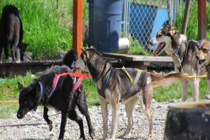 Skagway Shore Excursion: Yukon Dog Sledding and Sightseeing Tour - The Logistics and Practical Information