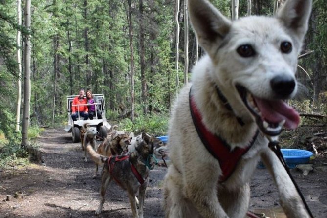 Skagway Shore Excursion: Yukon Dog Sledding and Sightseeing Tour - Who Is This Tour Best For?