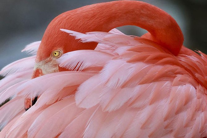 Skip the Line: Flamingo Gardens Admission Ticket in Fort Lauderdale - Final Thoughts: Is Flamingo Gardens Worth It?