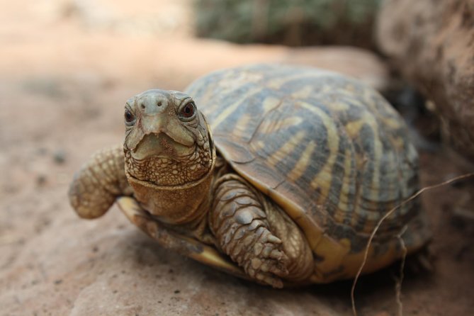 Skip the Line: General Admission to River Bend Nature Center Ticket - Authentic Experiences from Visitors