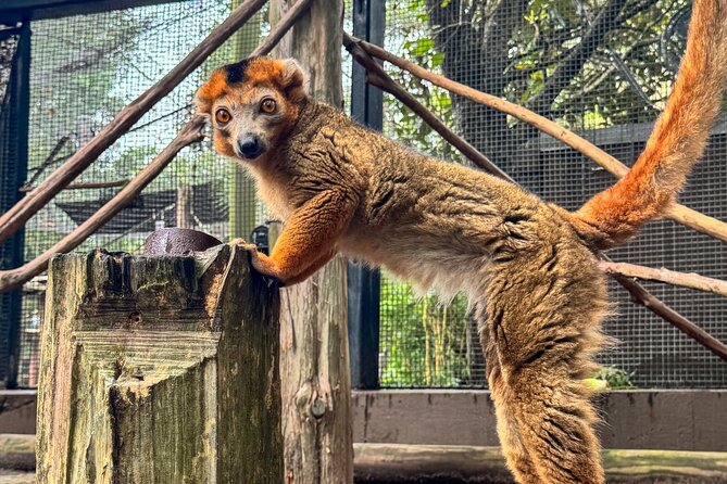 Skip The Line Houston Zoo Admission Ticket - What Makes the Houston Zoo Special?