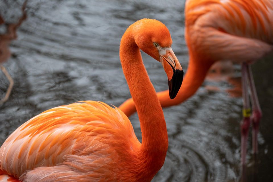 Skip-the-line Tickets to Bronx Zoo with Private Transfers - Key Points