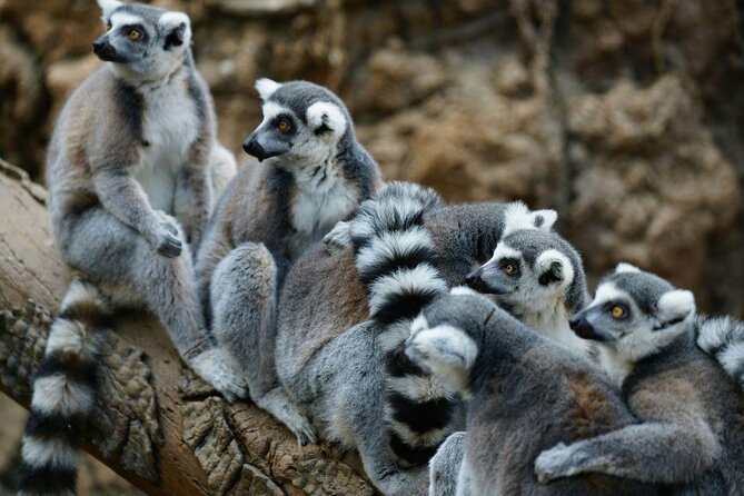 Skip-the-line Tickets to Bronx Zoo with Private Transfers - Key Points