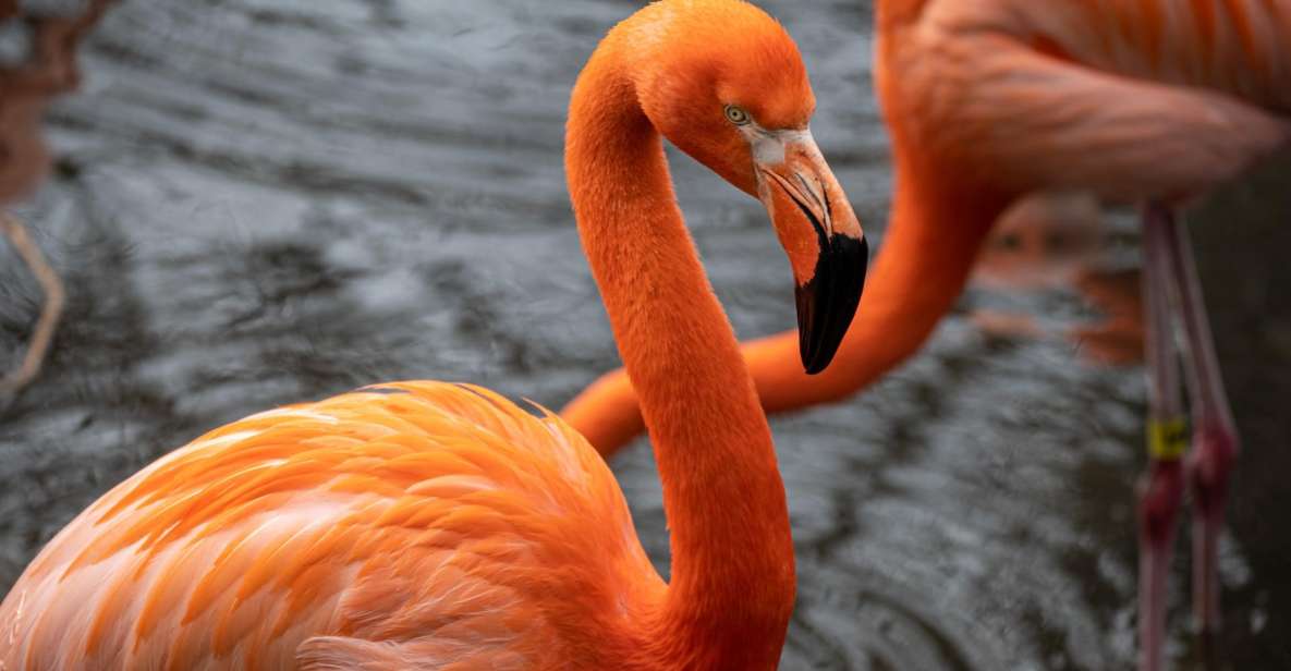 Skip-the-line Tickets to Bronx Zoo with Private Transfers - Who Should Consider This Tour?