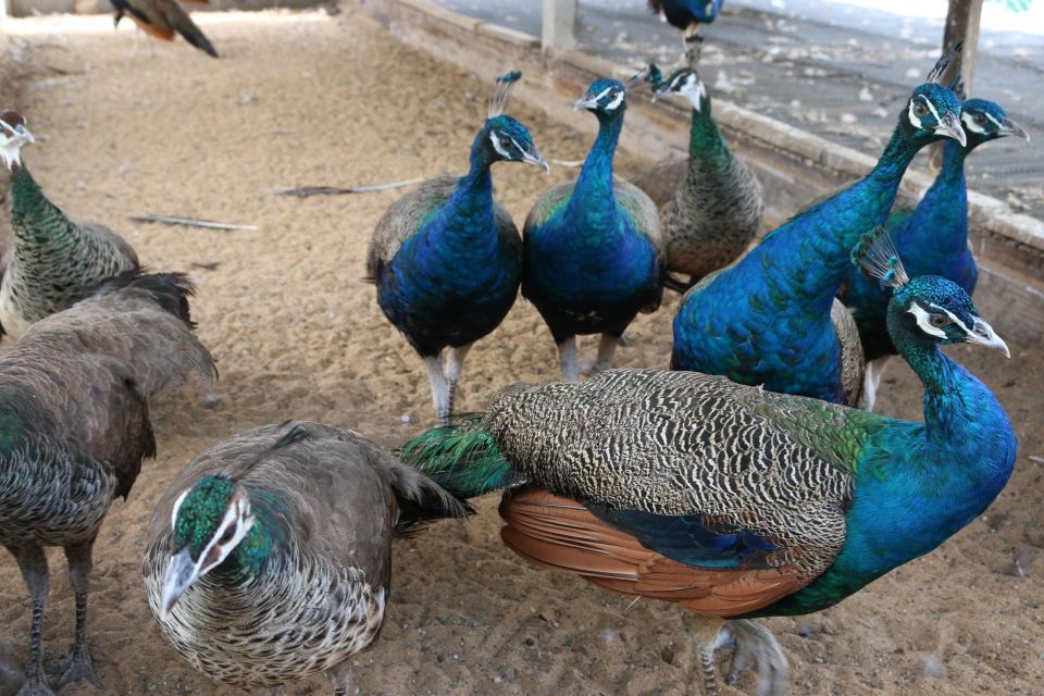 Skip-the-line Tickets to Bronx Zoo with Private Transfers - Frequently Asked Questions