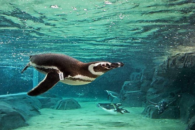 Skip the Ticketing Line: Aquarium of the Pacific General Admission Ticket - A Detailed Look at Your Aquarium Experience