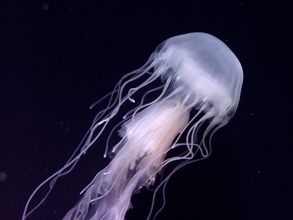 Skip the Ticketing Line: Aquarium of the Pacific General Admission Ticket - Who Will Love This Experience?