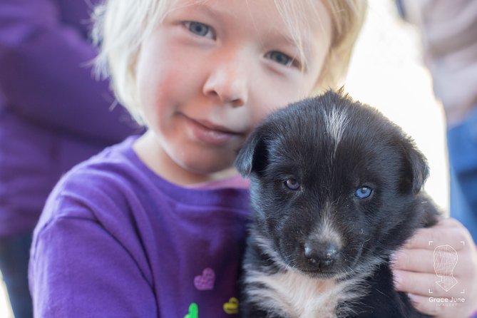 Sled Dog Adventure and Pan for Gold in the Yukon - The Value of This Tour