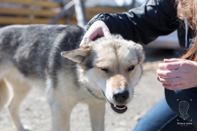 Sled Dog Adventure and Pan for Gold in the Yukon - Additional Details for Your Planning