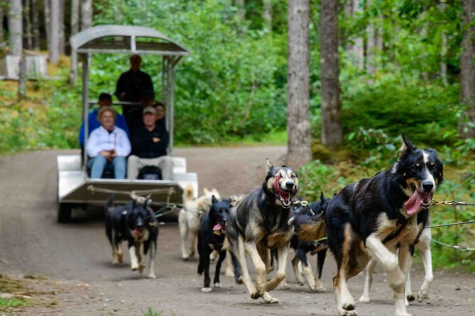 Sled Dog Adventure in Skagway - An In-Depth Look at the Skagway Sled Dog Tour