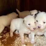 Sled Dog Adventure in Skagway - The Sum Up