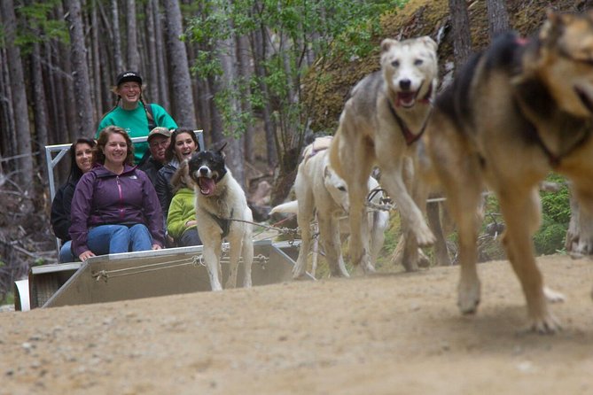 Sled Dog Discovery in Juneau - What we love about this experience