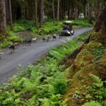 Sled Dog Discovery in Juneau - Final thoughts: Who is this tour best for?