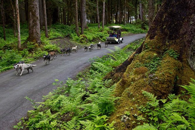 Sled Dog Discovery in Juneau - Final thoughts: Who is this tour best for?