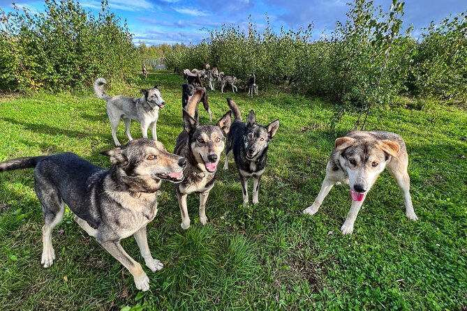 Sled Dog Kennel Tour - What to Expect from the Sled Dog Kennel Tour