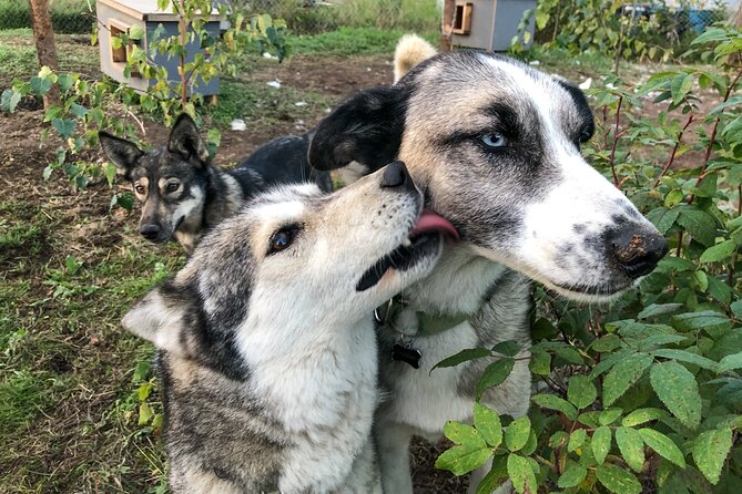 Sled Dog Kennel Tour - Who Will Love This Experience?