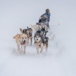Sled Dog Sampler Ride in Fairbanks - Practical Details: Transportation, Duration, and Group Size